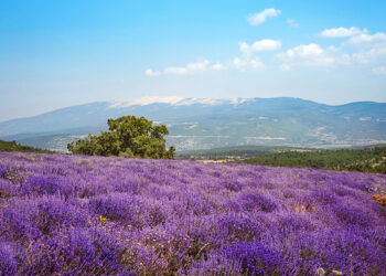 The Best of Provence Tour Overview - Tuscany Tours